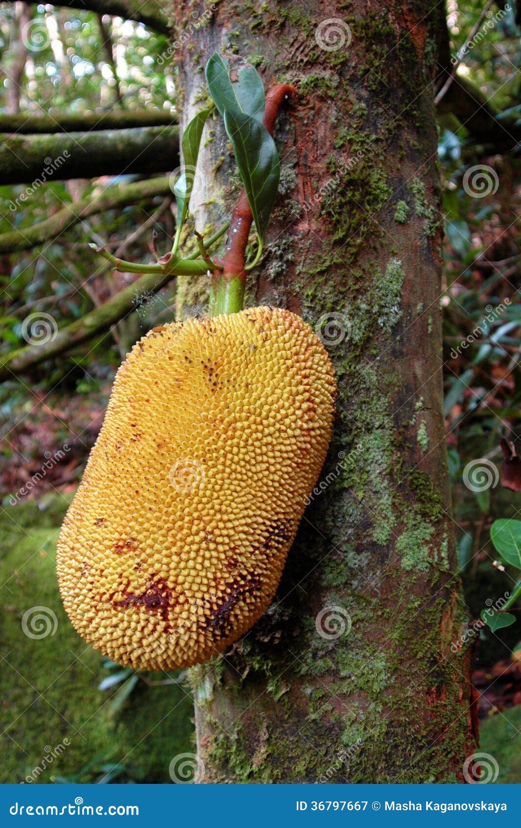 Breadfruit stock image. Image of foreign, heavy, bark - 36797667