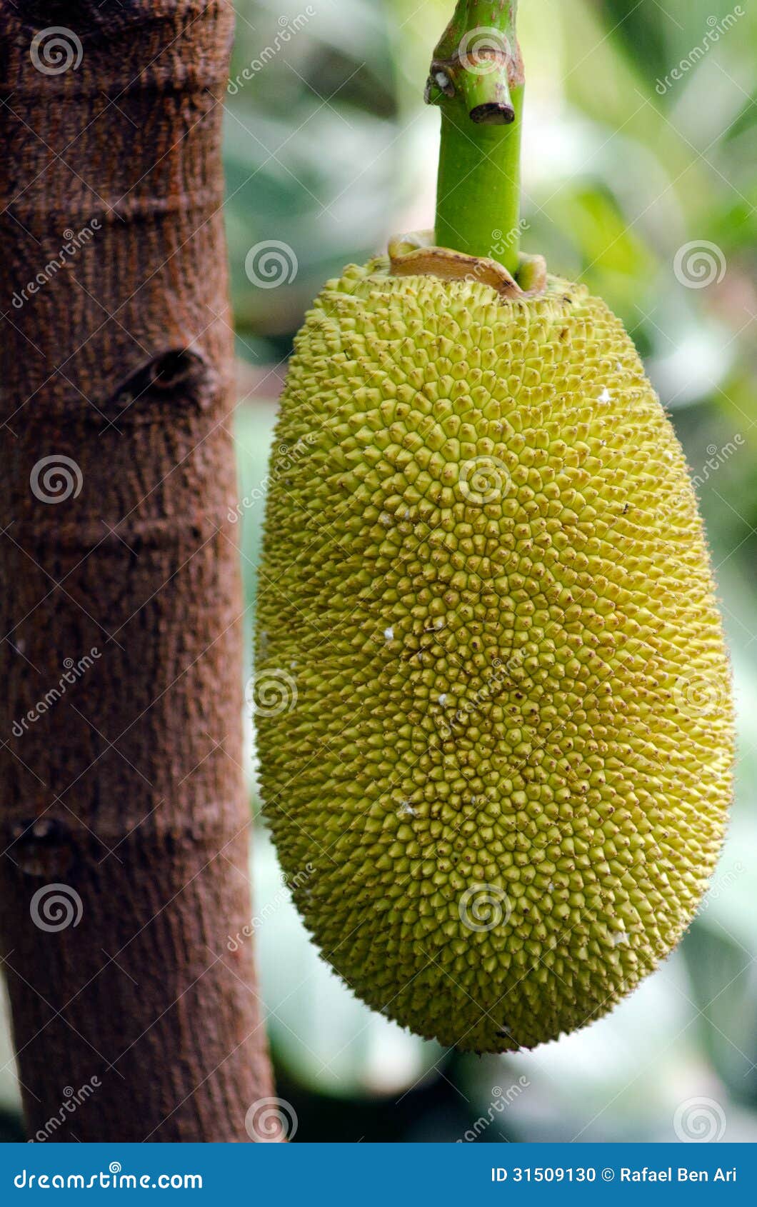 Breadfruit stock photo. Image of branch, asian, countryside - 31509130