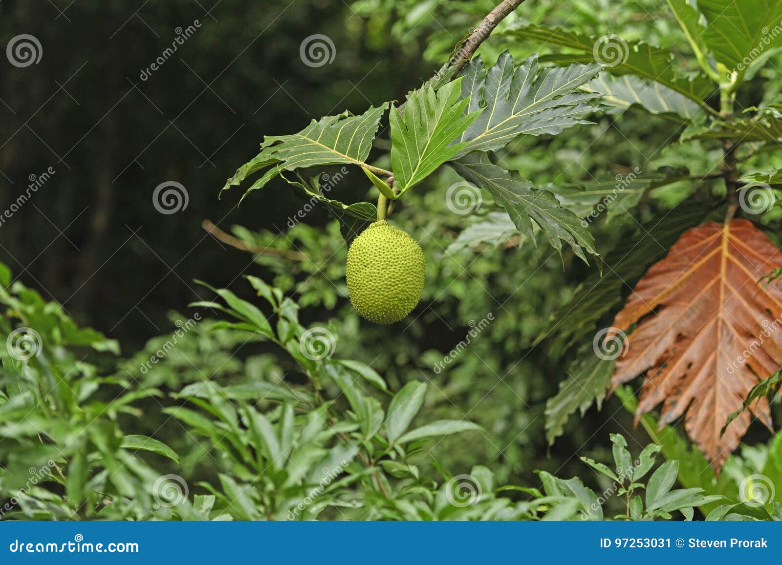 Breadfruit Growing in a Breadfruit Tree Stock Image - Image of outdoor ...