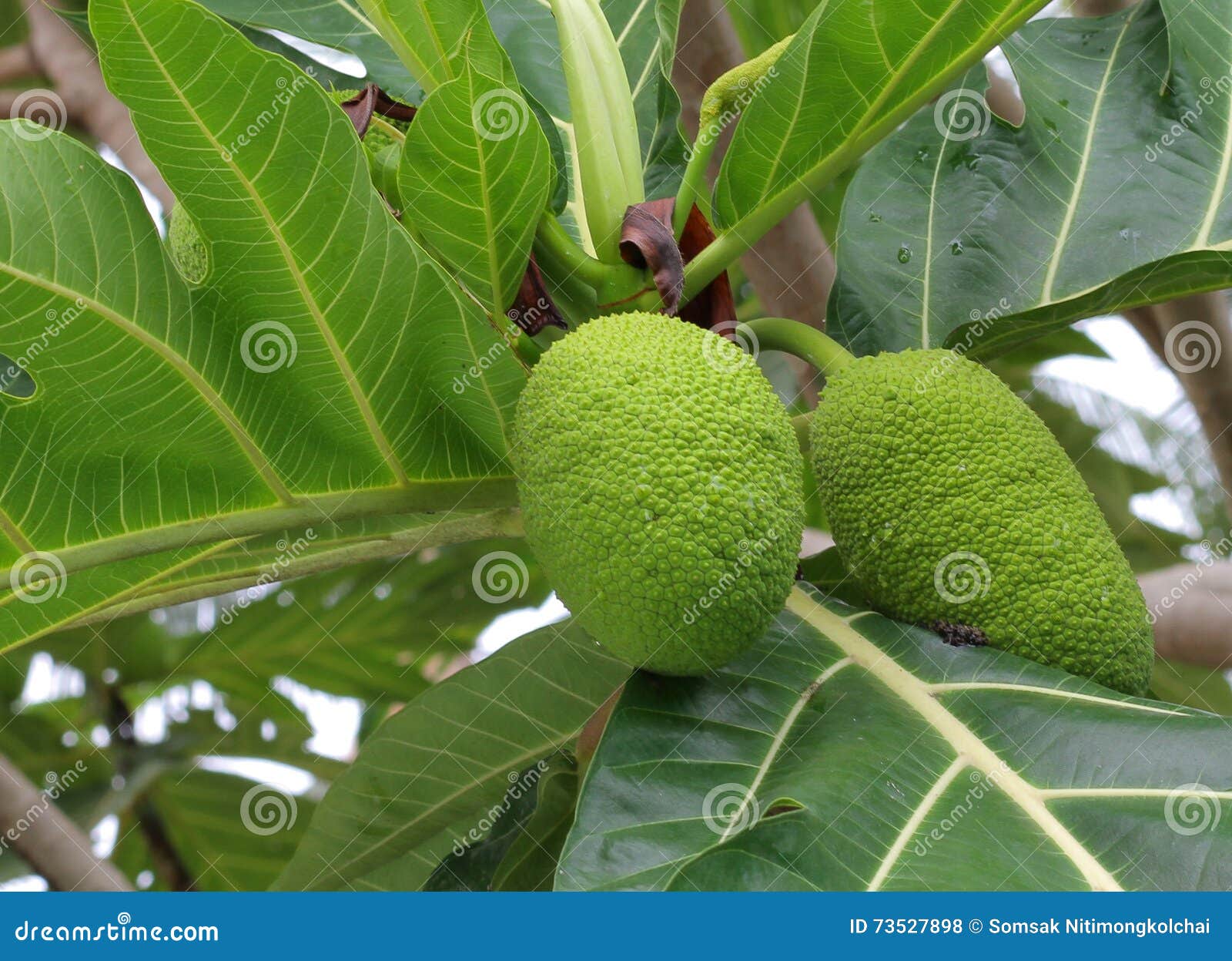 Breadfruit : the Large, Round, Starchy Fruit of a Tropical Tree, Which ...