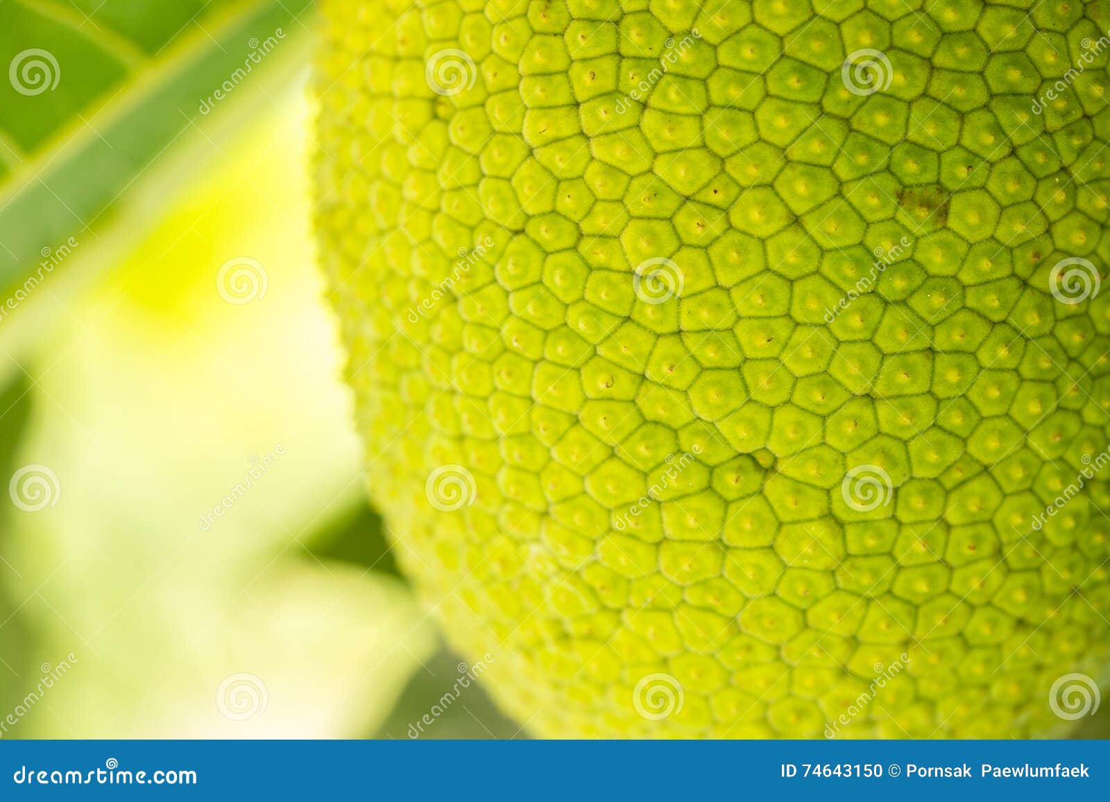 Breadfruit stock photo. Image of fresh, mexican, close - 74643150