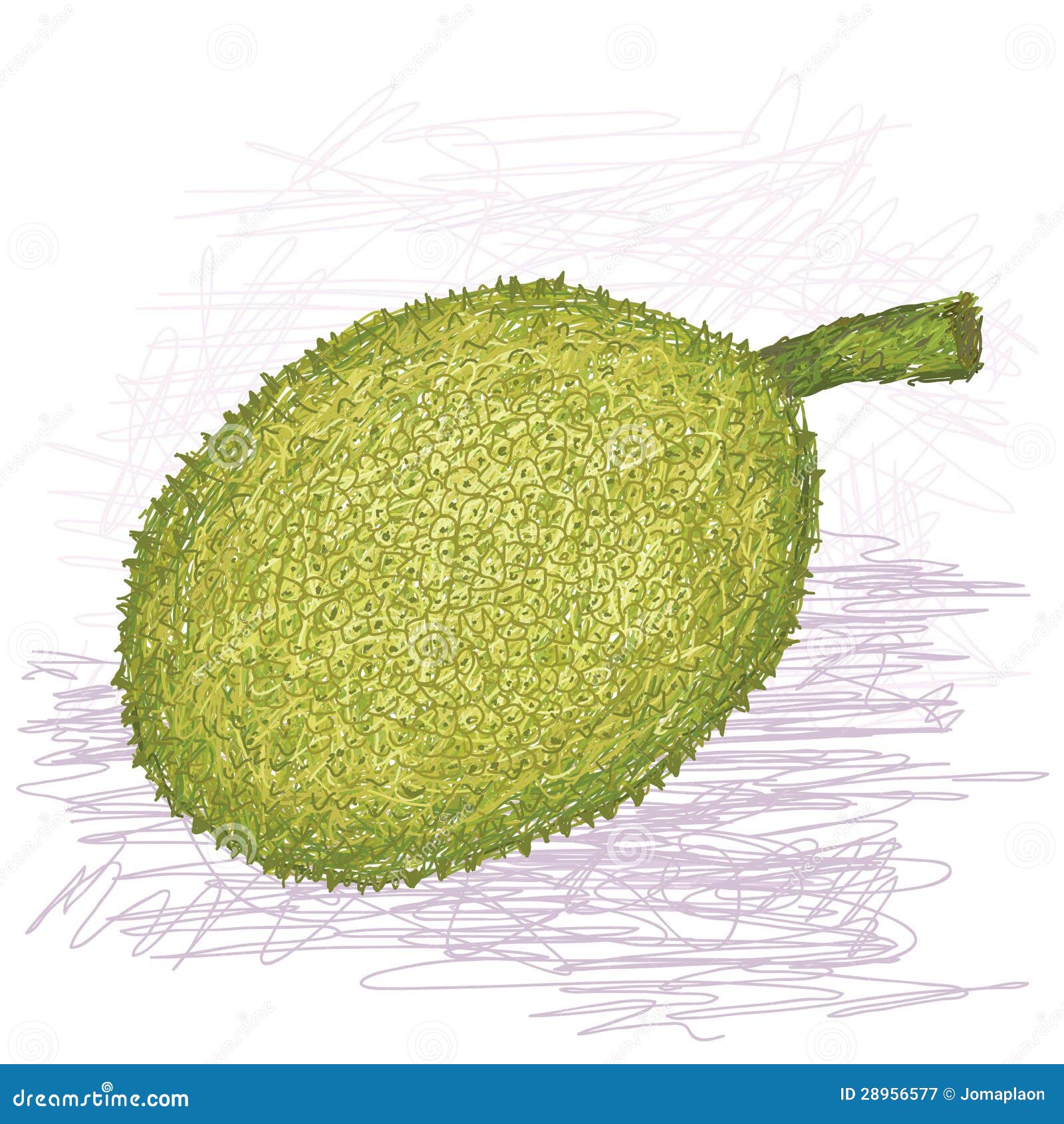 Breadfruit Rough-skinned Variety Whole Stock Illustration ...