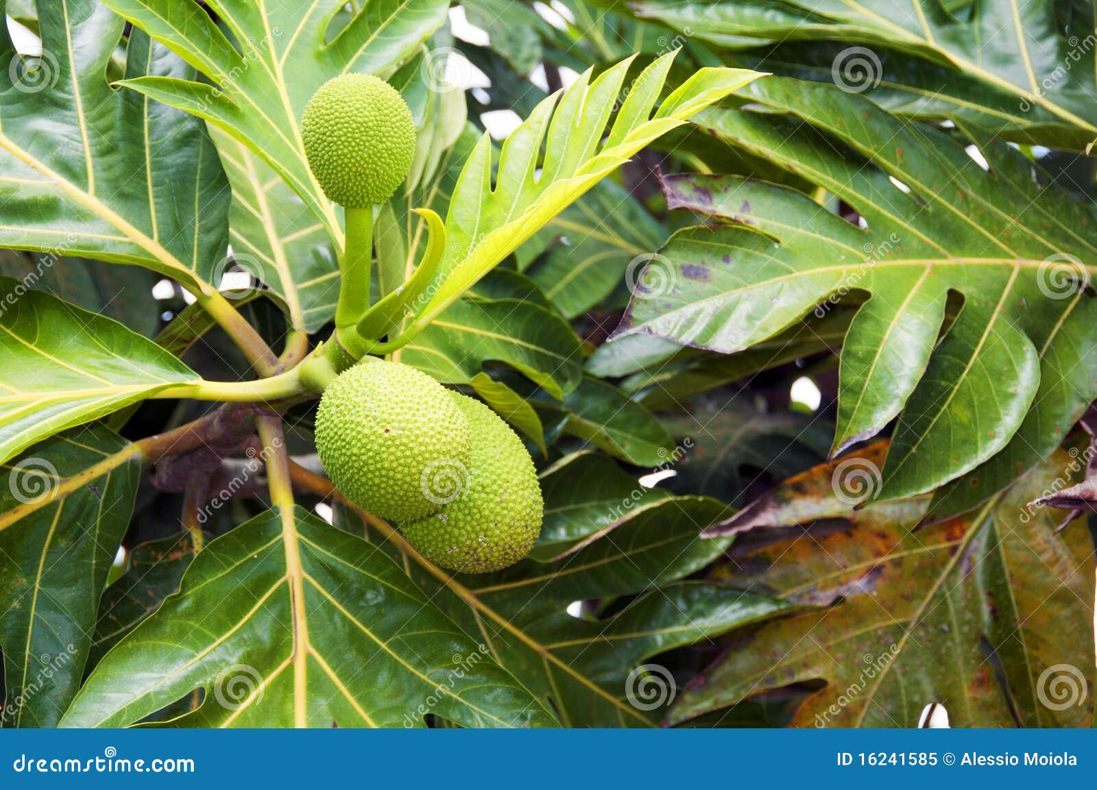 Breadfruit on the tree stock image. Image of breadfruit - 16241585
