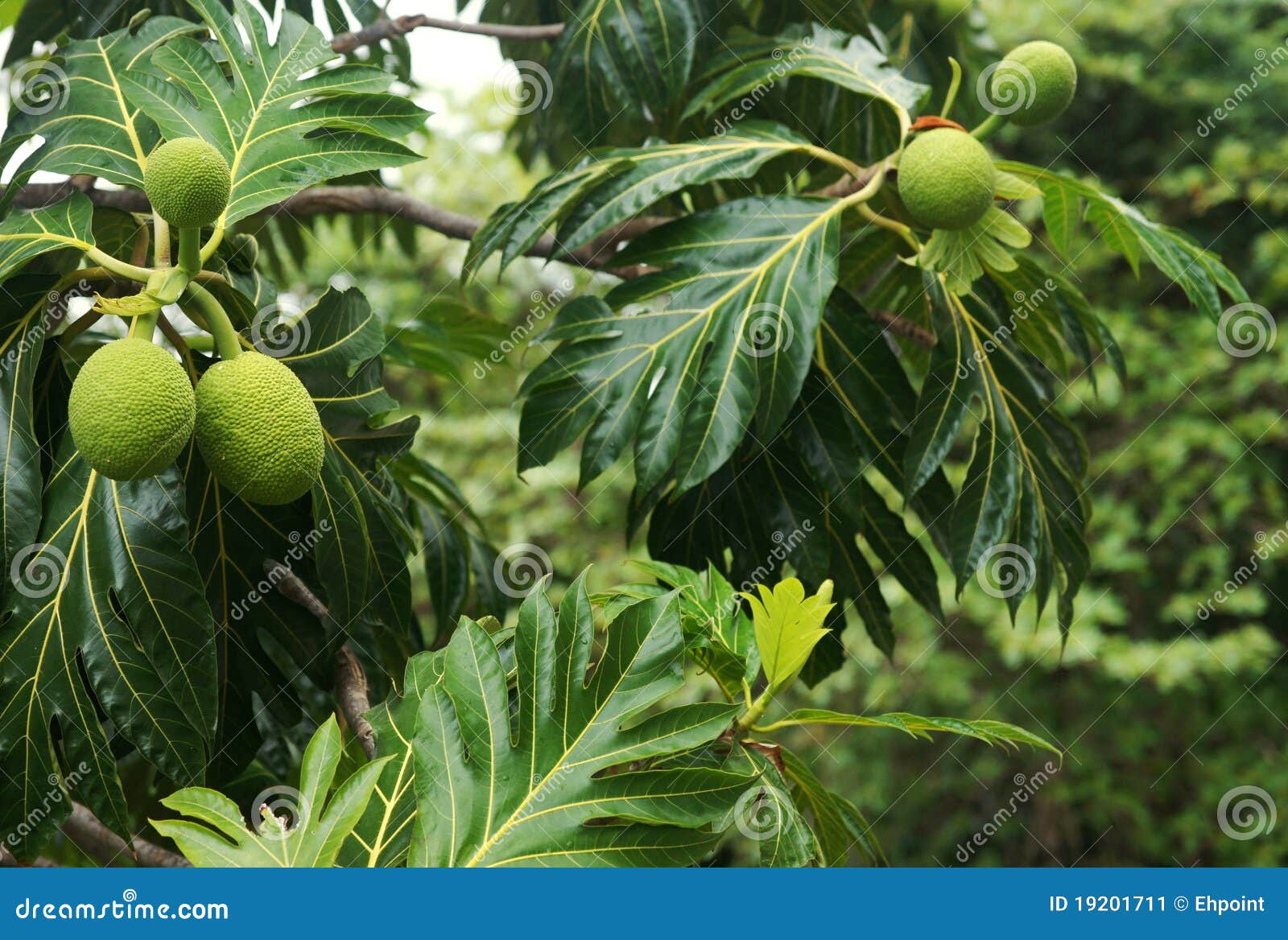Breadfruit tree stock image. Image of fruits, bread, fruit - 19201711