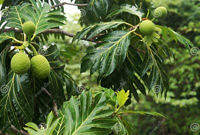 Breadfruit tree stock image. Image of fruits, bread, fruit - 19201711