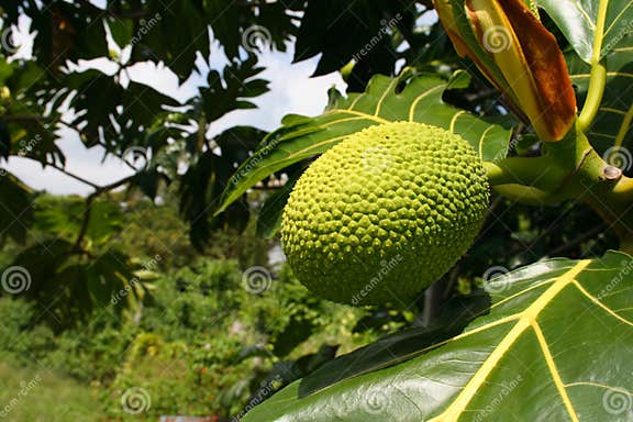 Breadfruit tree stock image. Image of grow, altilis, import - 2449455