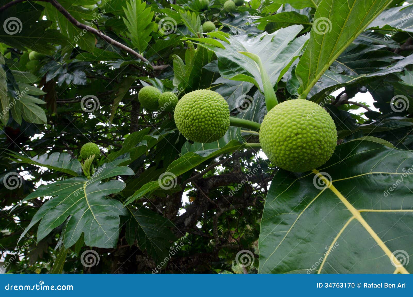 Breadfruit Tree stock photo. Image of seedless, pacific - 34763170
