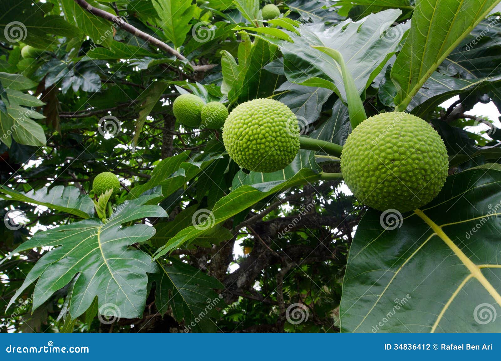 Breadfruit Tree stock photo. Image of polynesia, lagoon - 34836412