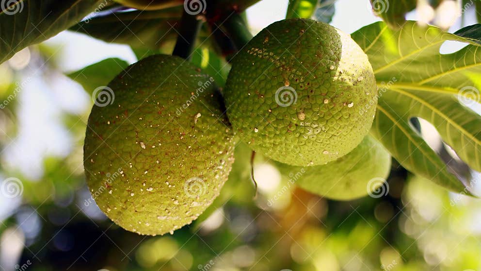 Breadfruit on tree stock image. Image of branch, organic - 333898095