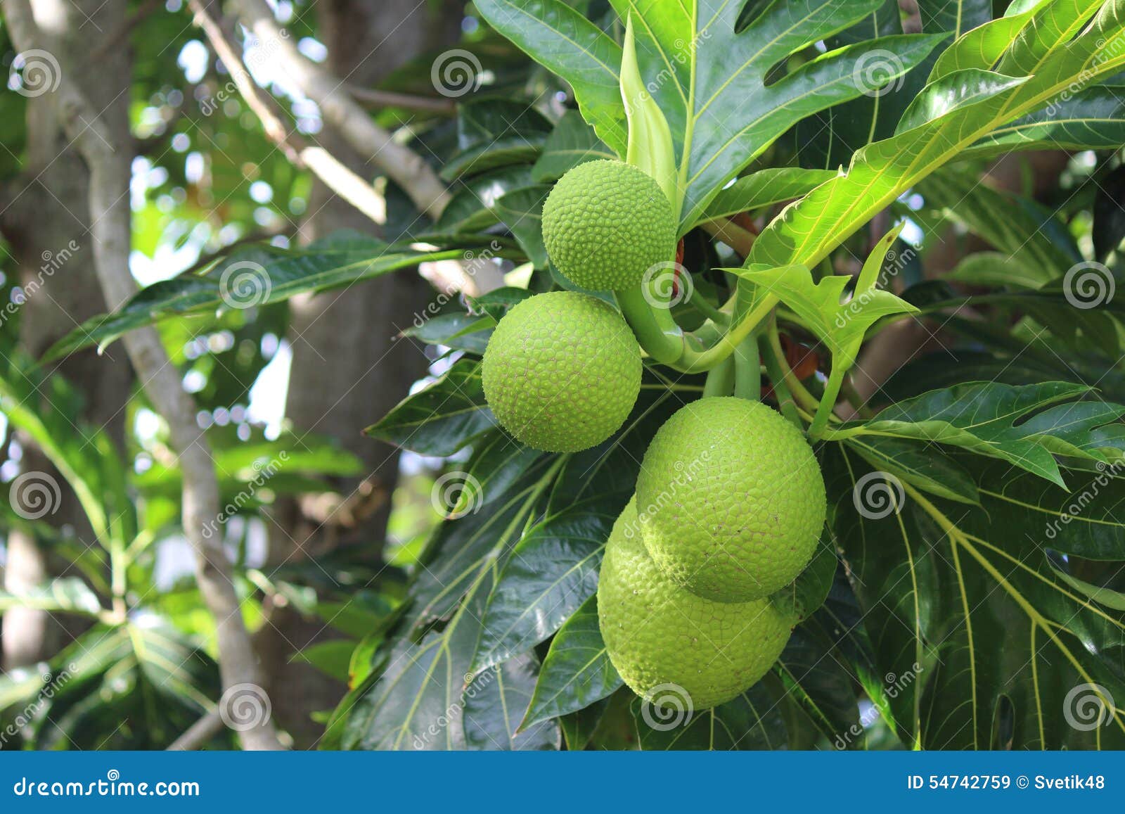 Breadfruit on tree stock image. Image of leaves, grow - 54742759