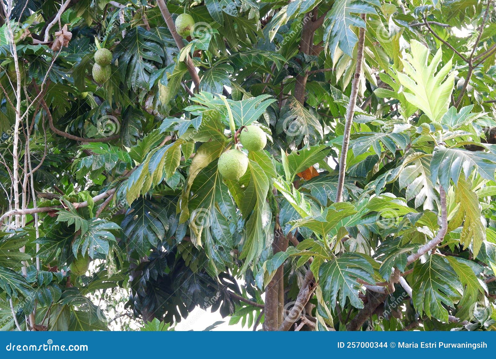 Breadfruit Tree, Bread Tree with Fruits on it Stock Photo - Image of ...