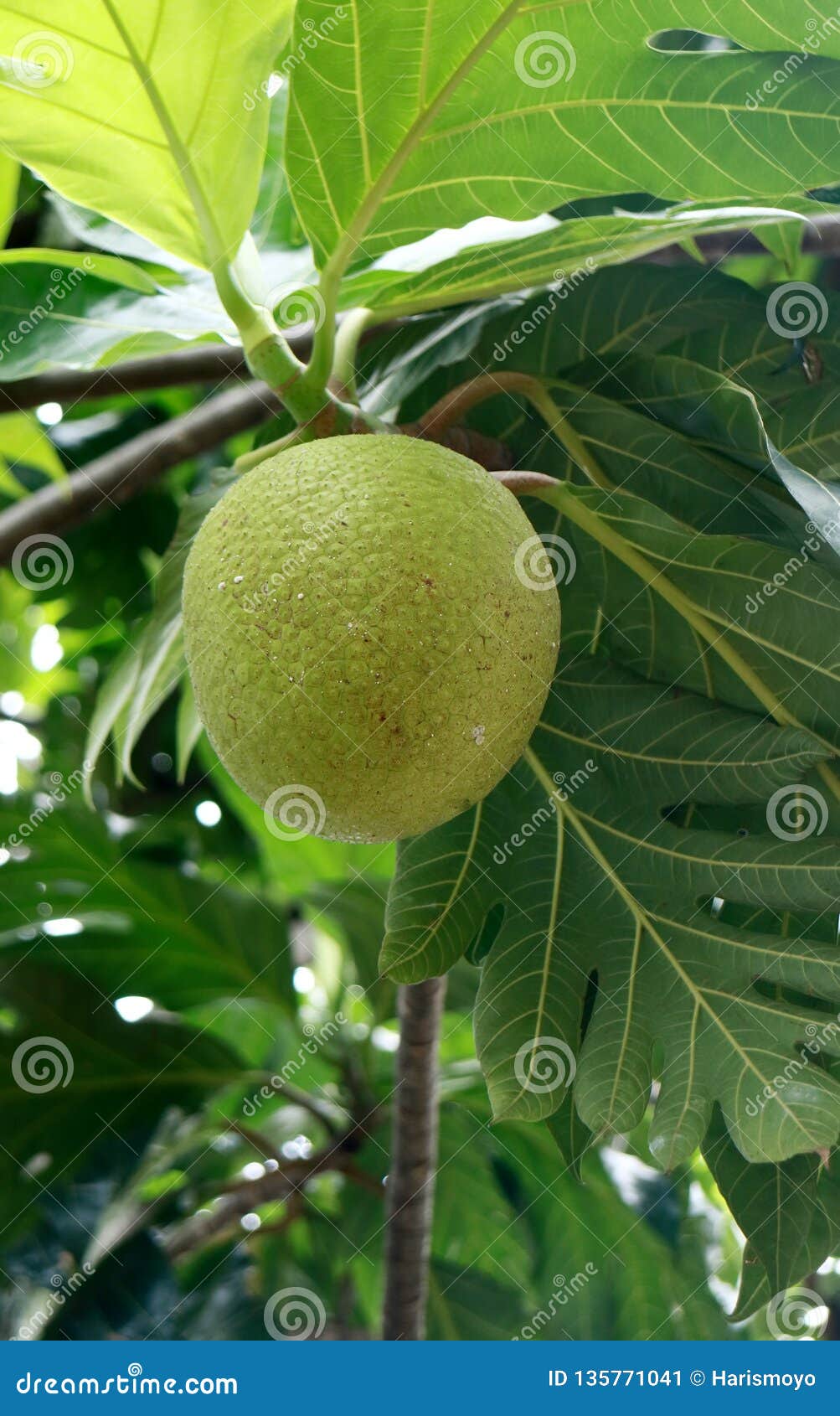 Breadfruit on tree stock image. Image of organic, agriculture - 135771041
