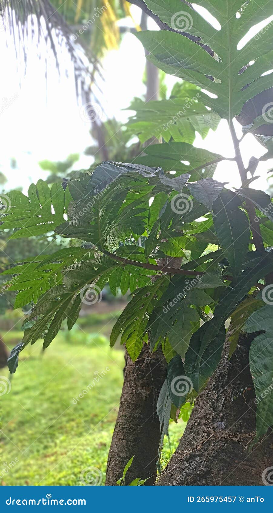 Breadfruit tree stock image. Image of gardens, fruit - 265975457