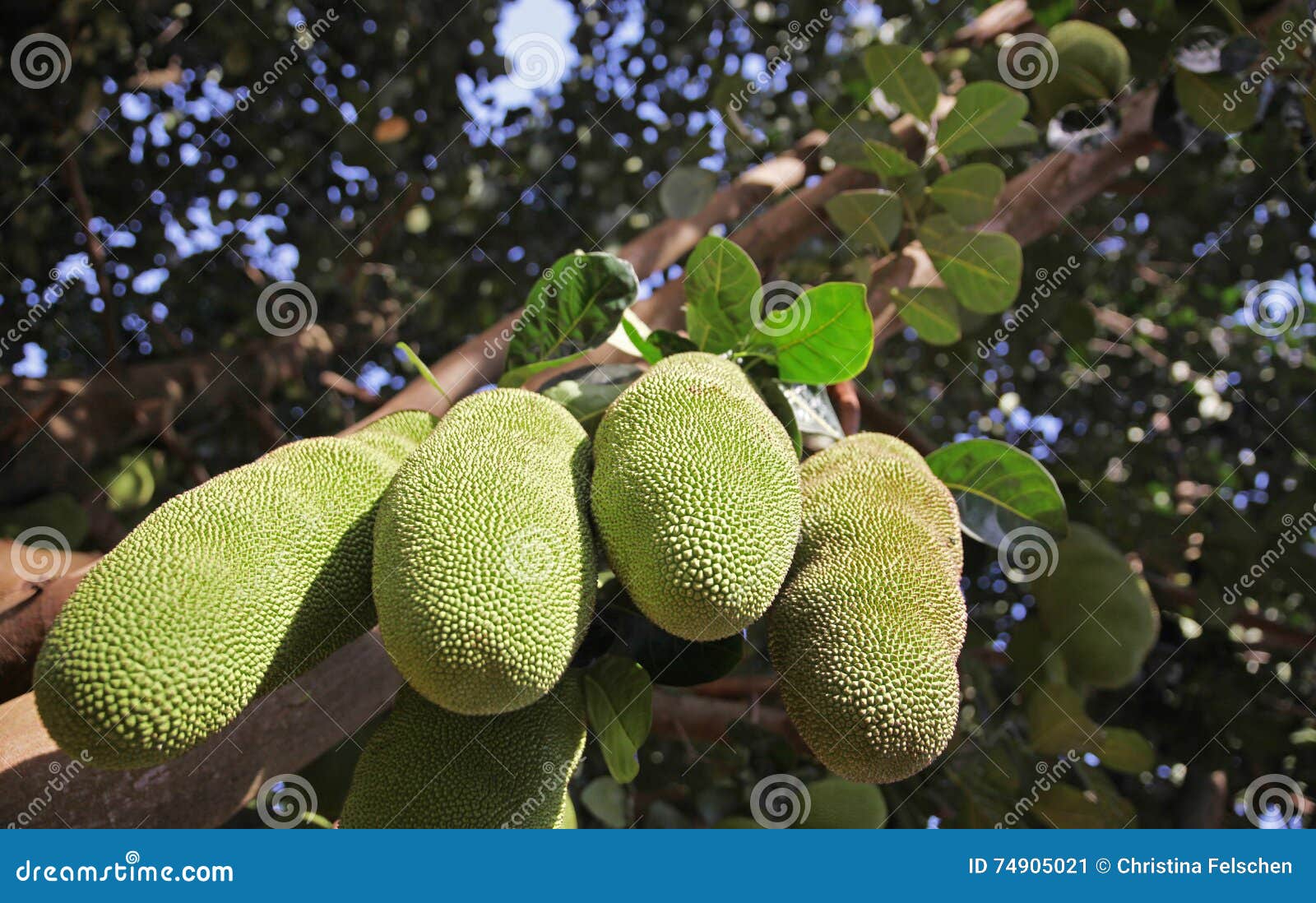 Breadfruit on a Tree in Burundi, Africa Stock Image - Image of summer ...