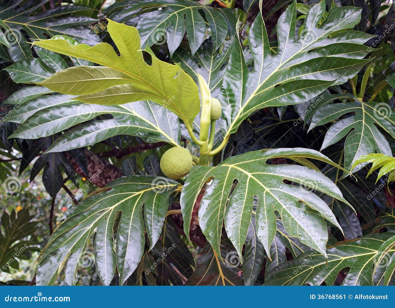 Breadfruit Tree, Caribbean stock image. Image of breadfruit - 36768561