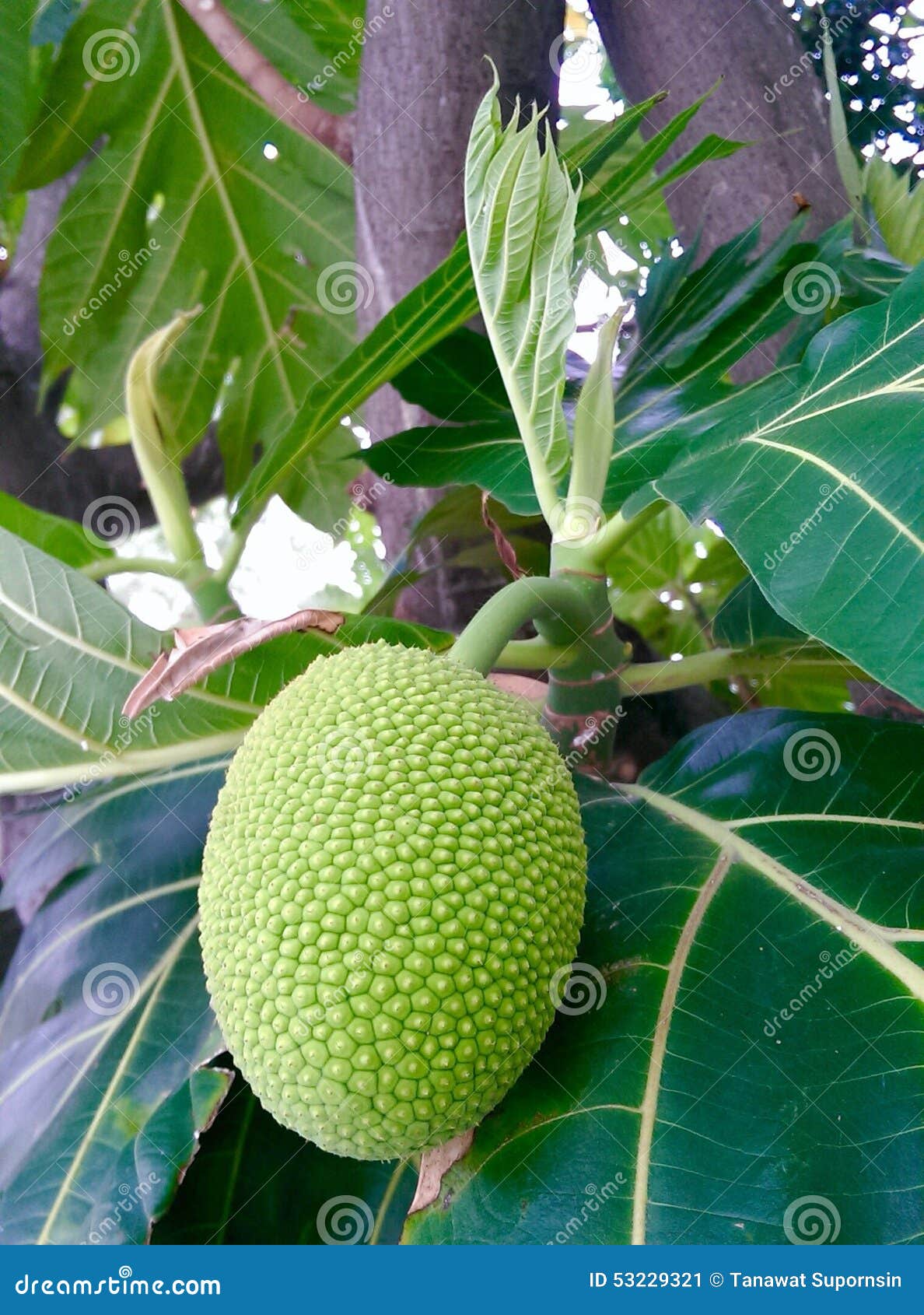 Breadfruit tree stock image. Image of tree, natural, artocarpus - 53229321