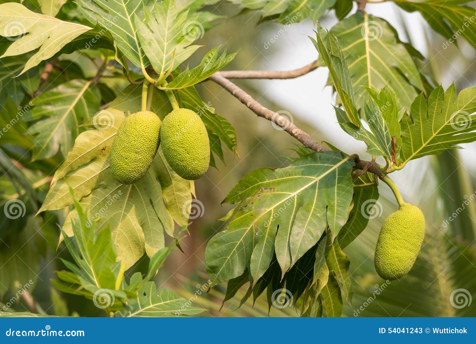 Breadfruit on a tree stock image. Image of altilis, cook - 54041243