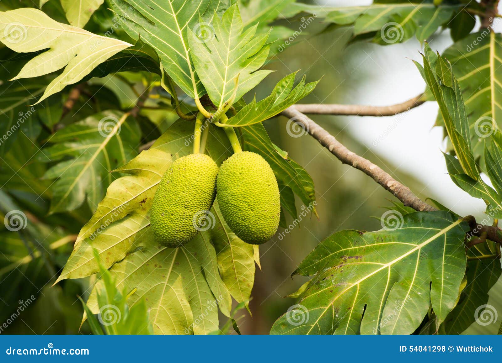 Breadfruit on a tree stock photo. Image of branch, nature - 54041298