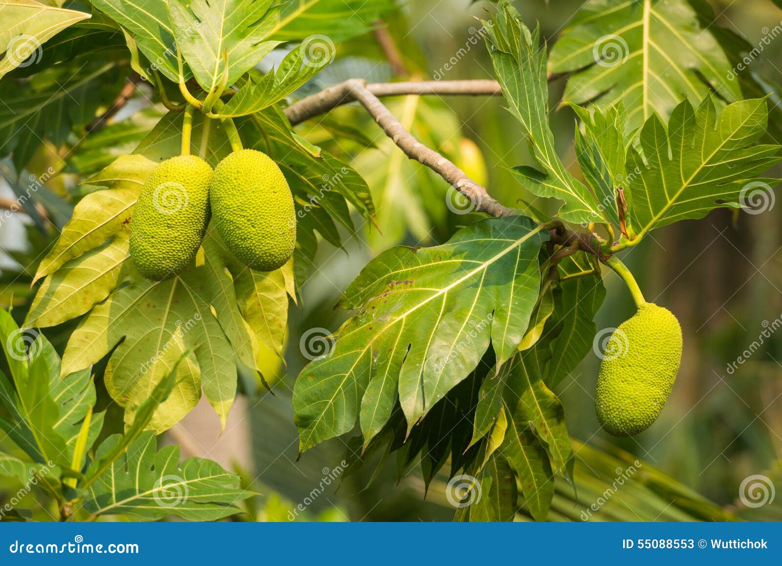 Breadfruit on a tree stock image. Image of jackfruit - 55088553