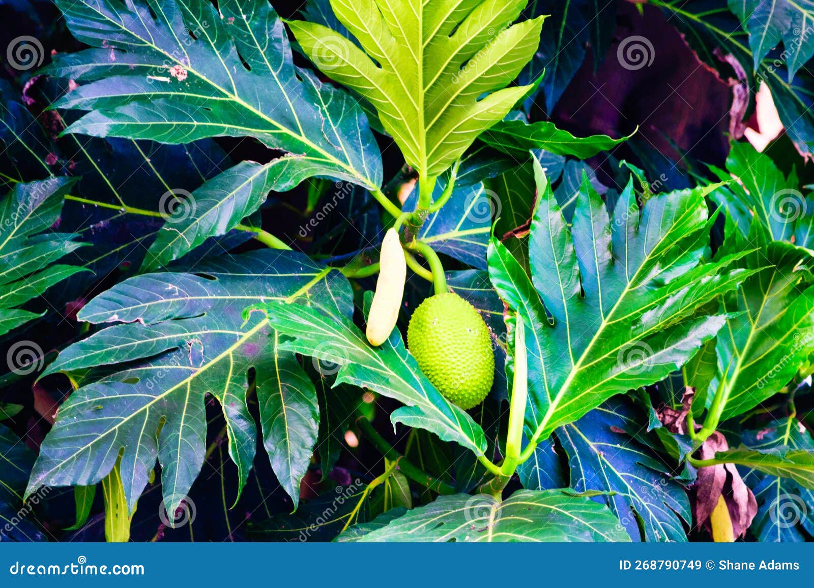 Breadfruit Tree stock image. Image of produce, plants - 268790749