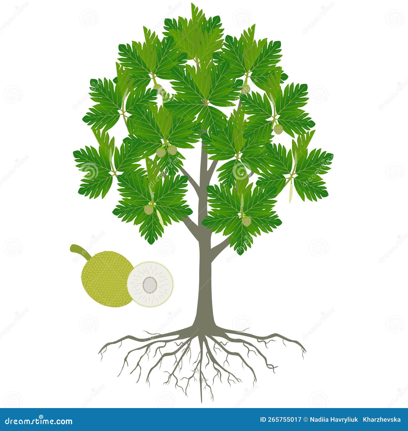 Breadfruit Tree