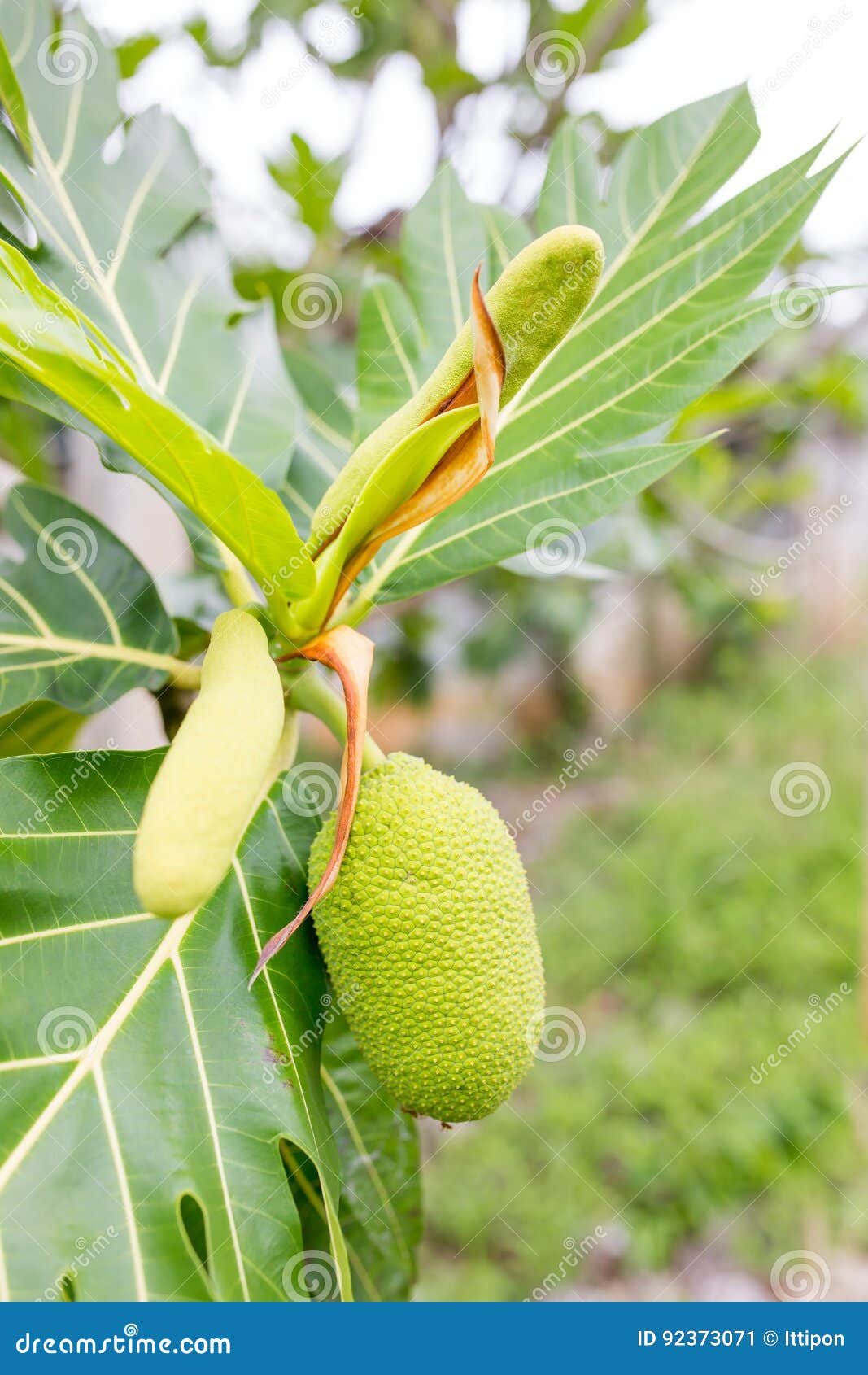 Breadfruit on tree stock image. Image of fruit, tropics - 92373071