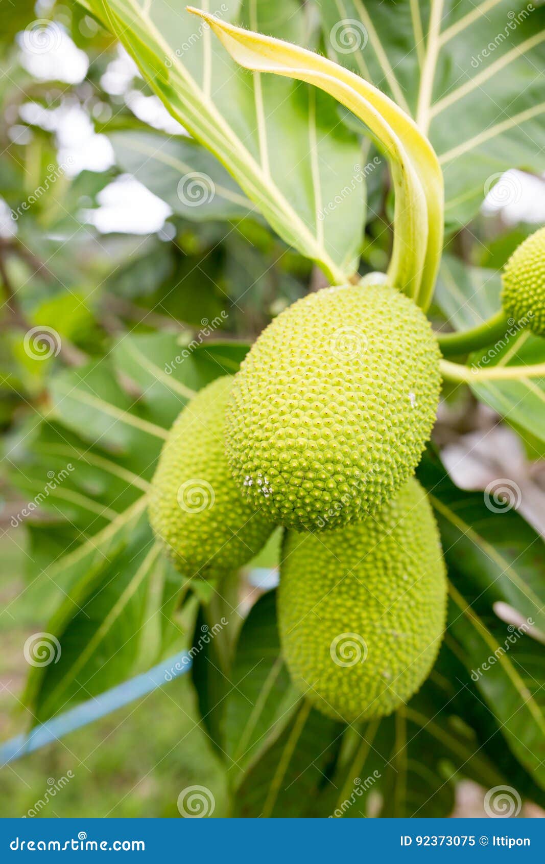 Breadfruit on tree stock image. Image of round, leaf - 92373075