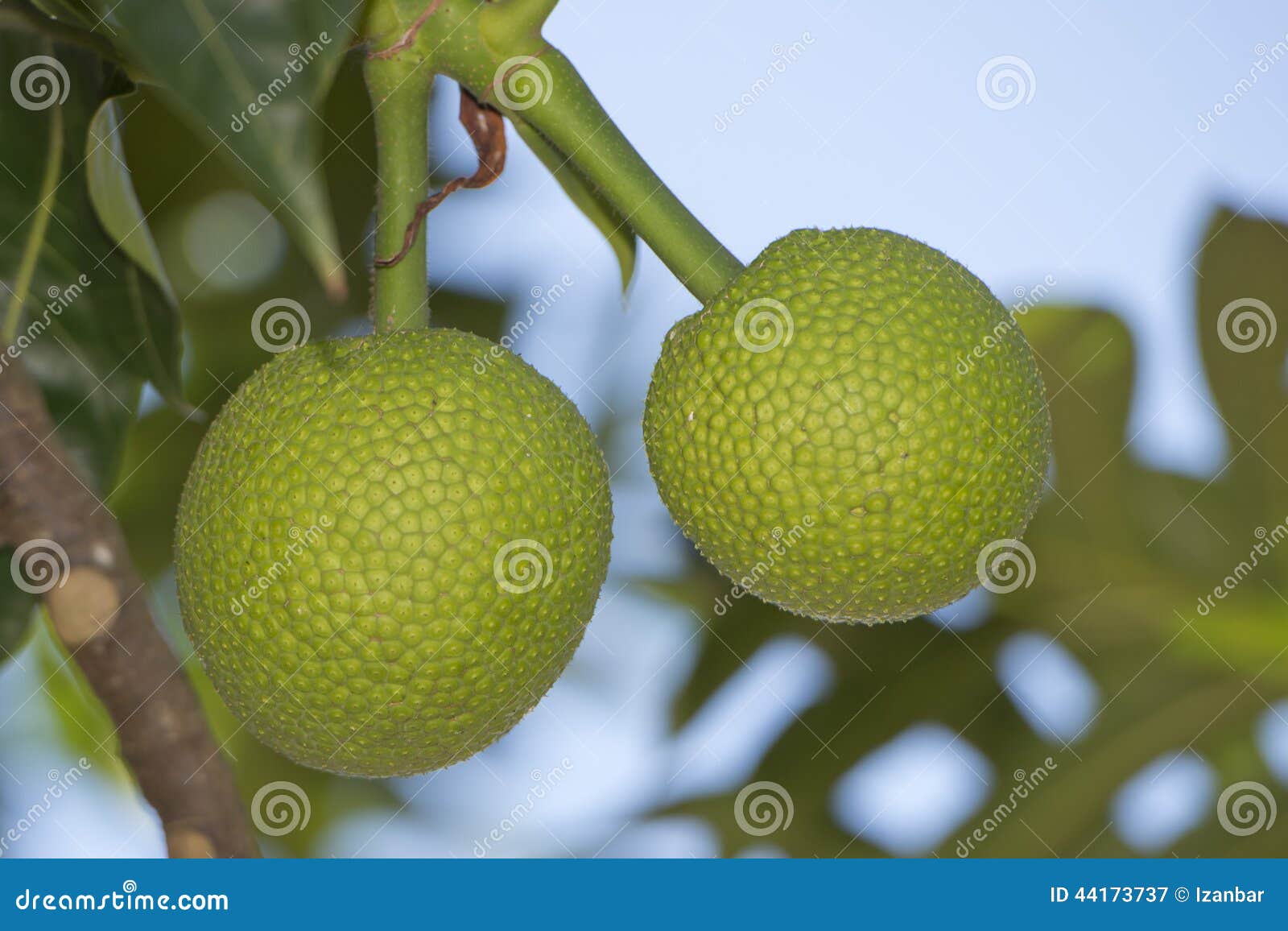 Breadfruit on tree stock image. Image of exotic, agriculture - 44173737