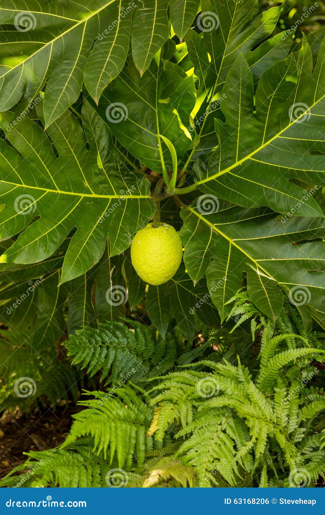 Breadfruit Tree Growing in Plantation in Kauai Stock Photo - Image of ...