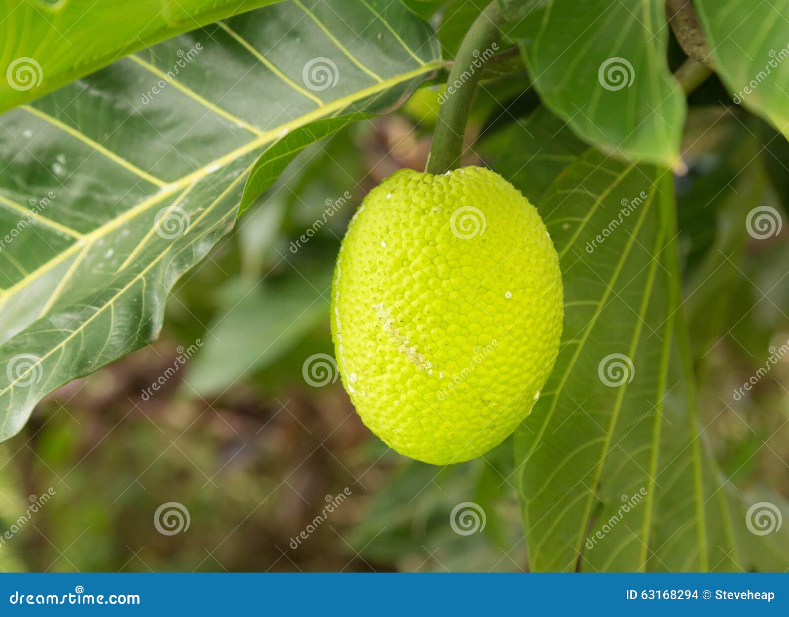 Breadfruit Tree Growing in Plantation in Kauai Stock Photo - Image of ...
