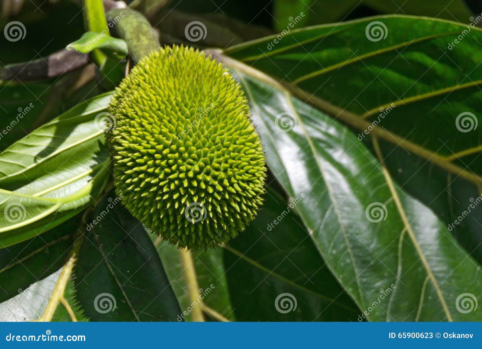 Breadfruit on a tree stock image. Image of tree, green - 65900623