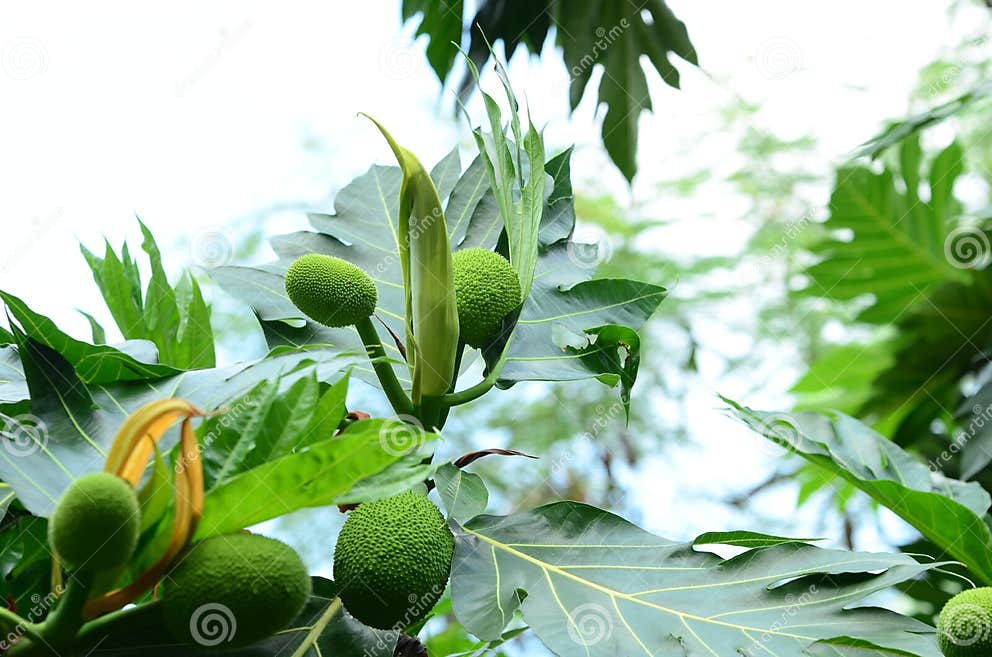 Breadfruit on Tree Mini Thai Fruit Green Leaf .breadfruit Fresh Fruit ...