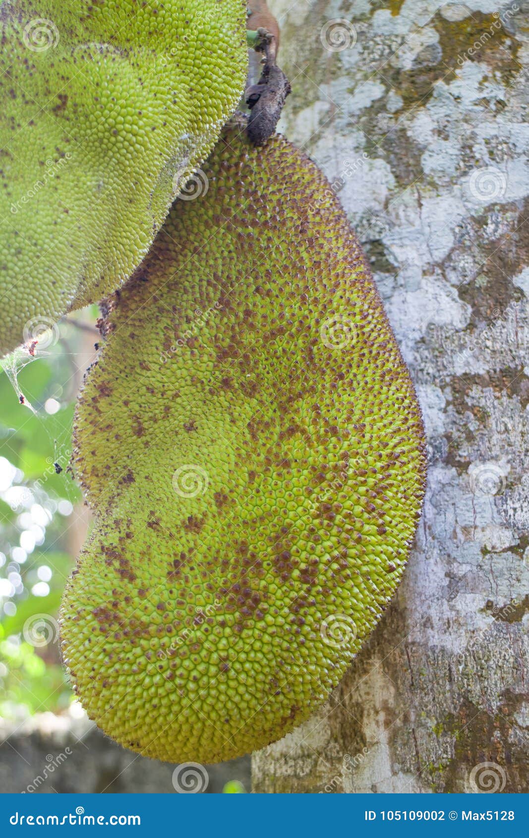 Breadfruit on tree stock photo. Image of healthy, bread - 105109002