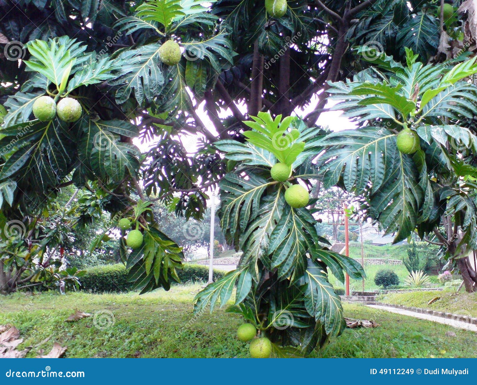 Breadfruit Tree stock image. Image of flowering, tree - 49112249