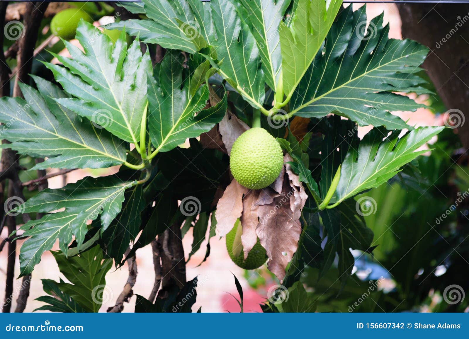 Breadfruit Tree stock photo. Image of mexico, nature - 156607342