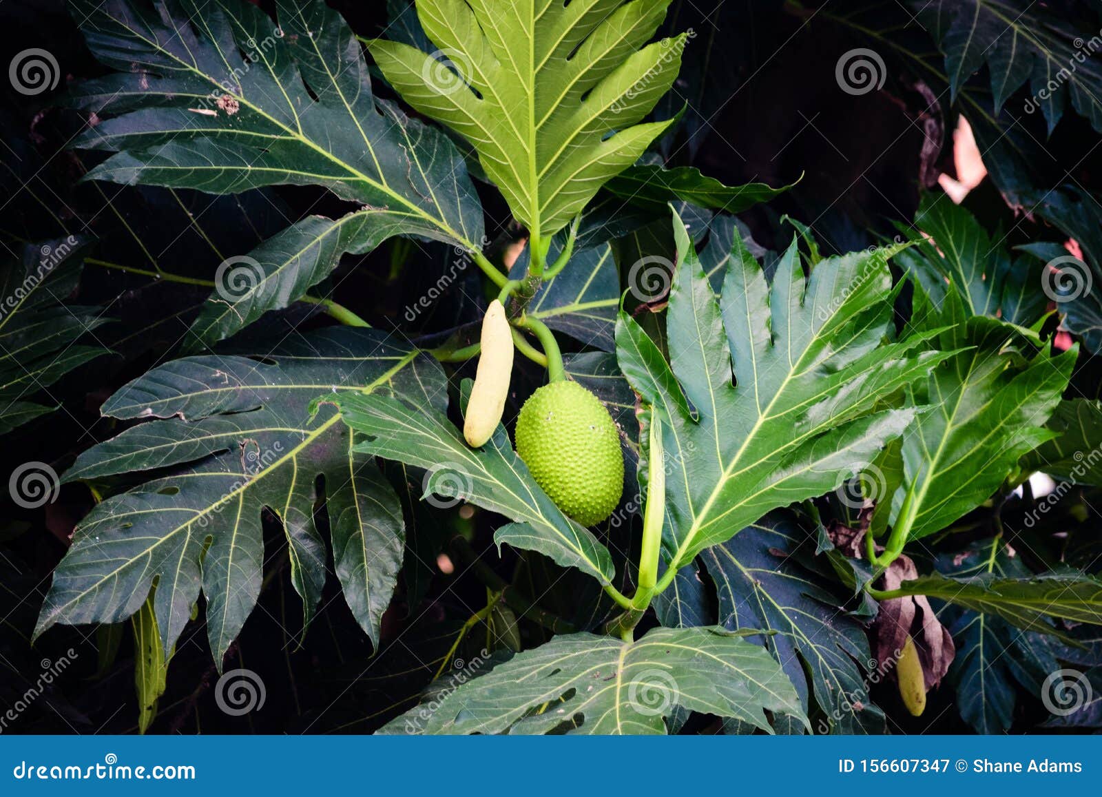 Breadfruit Tree stock image. Image of veracruz, industry - 156607347