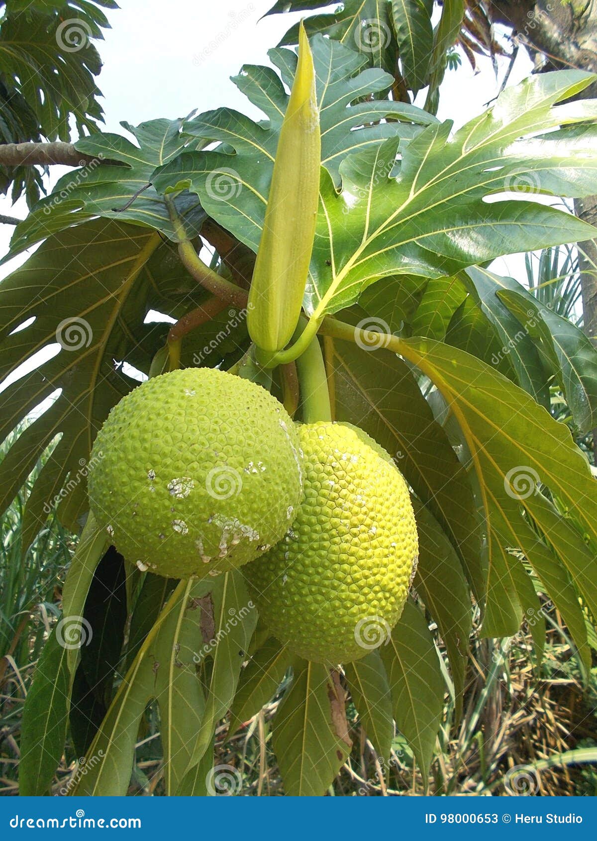 Breadfruit tree 2 stock image. Image of drink, diets - 98000653