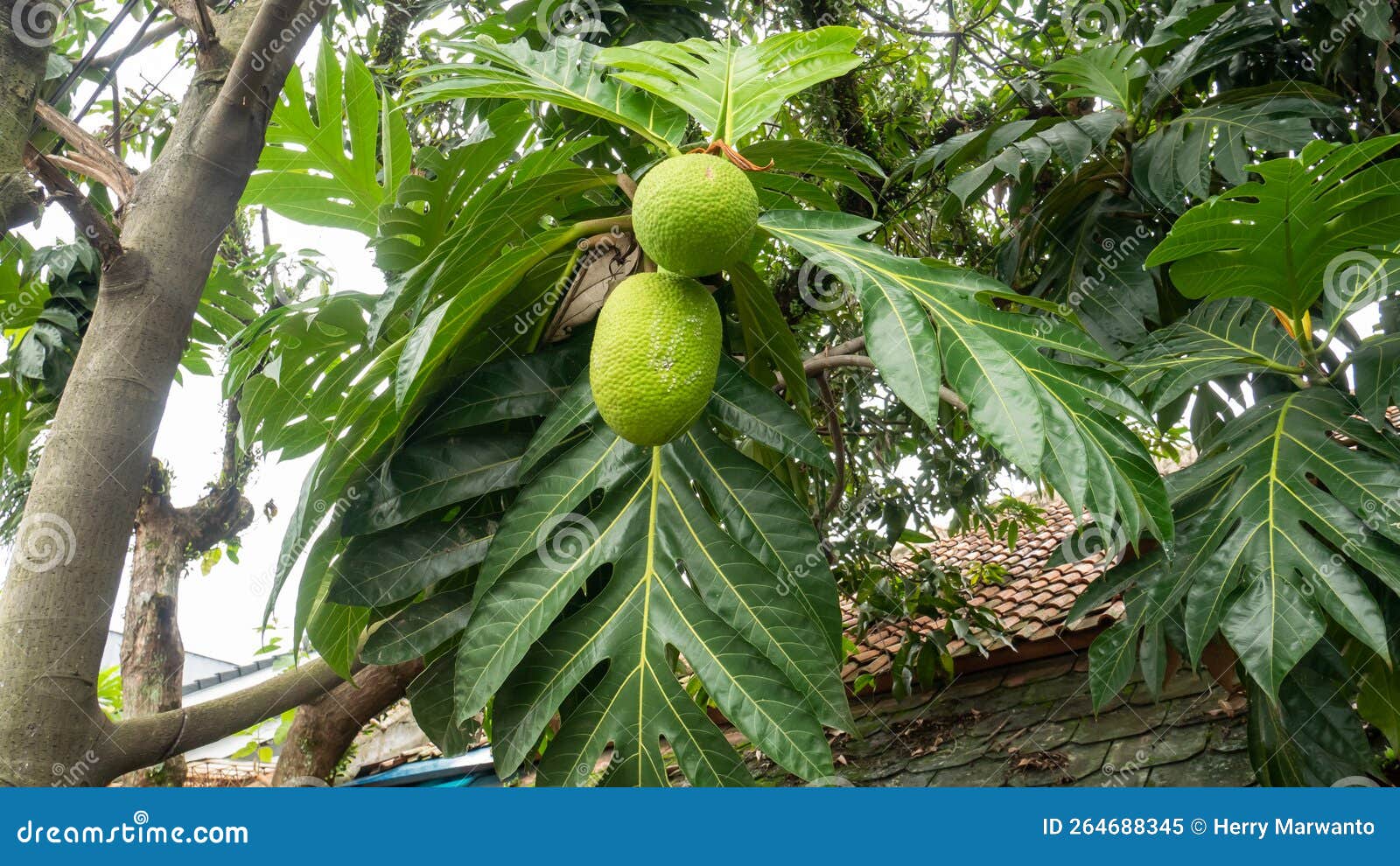 BREADFRUIT TREES are BEARING FRUIT Stock Image - Image of vegetable ...