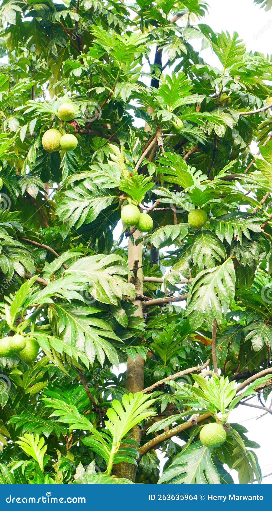 BREADFRUIT TREES stock photo. Image of plantation, green - 263635964