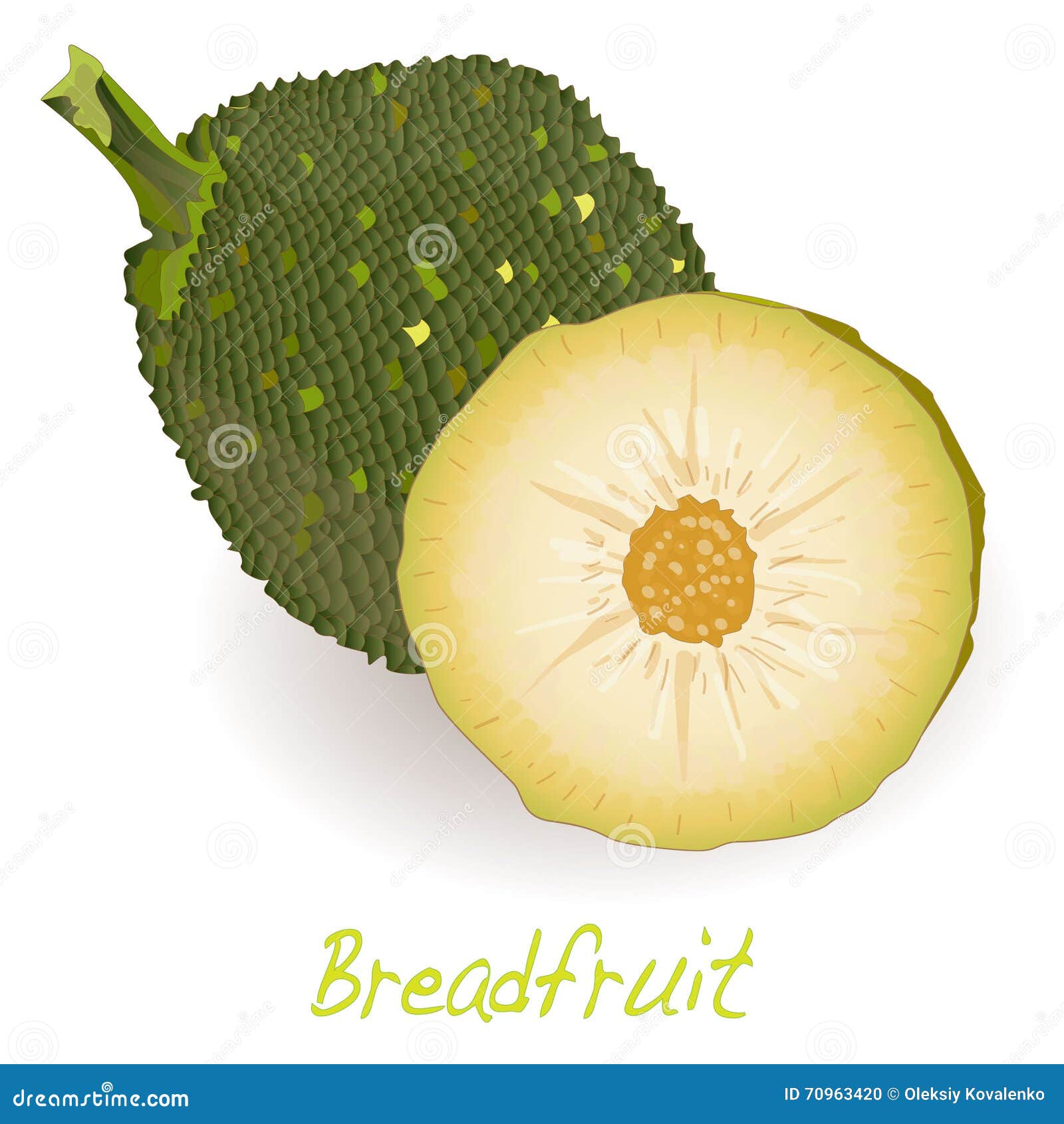 Breadfruit Vector | CartoonDealer.com #70963420