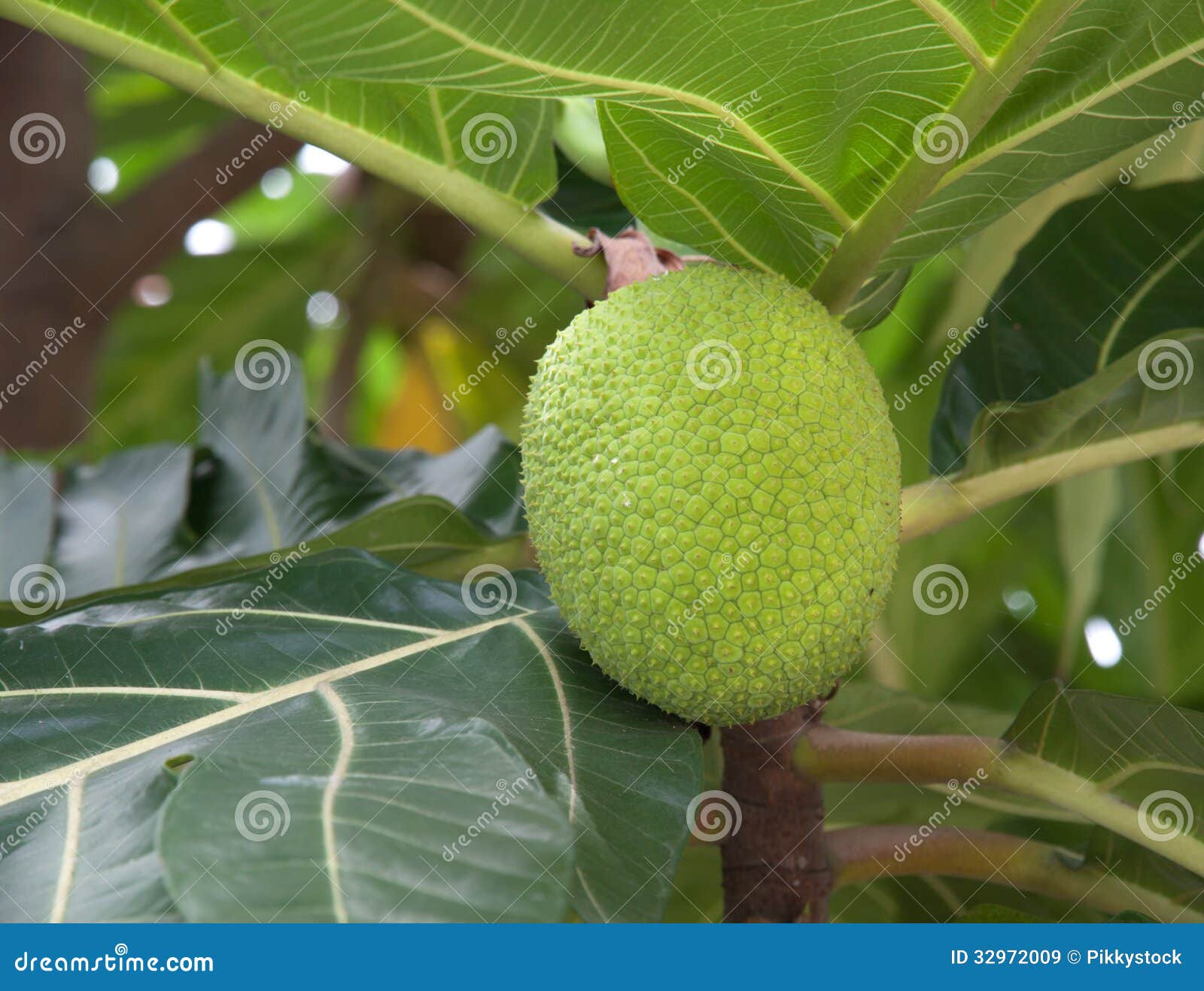 Breadfruit stock image. Image of plants, leaf, fruit - 32972009