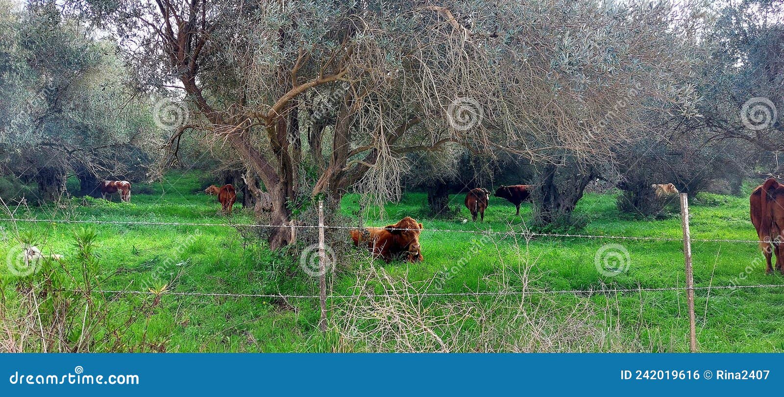 Break cows in the wild stock photo. Image of green, wild - 242019616