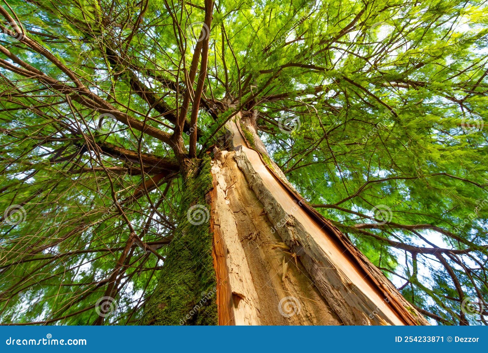 Break a Tree after Being Struck by Lightning. Spruce in the Forest with ...