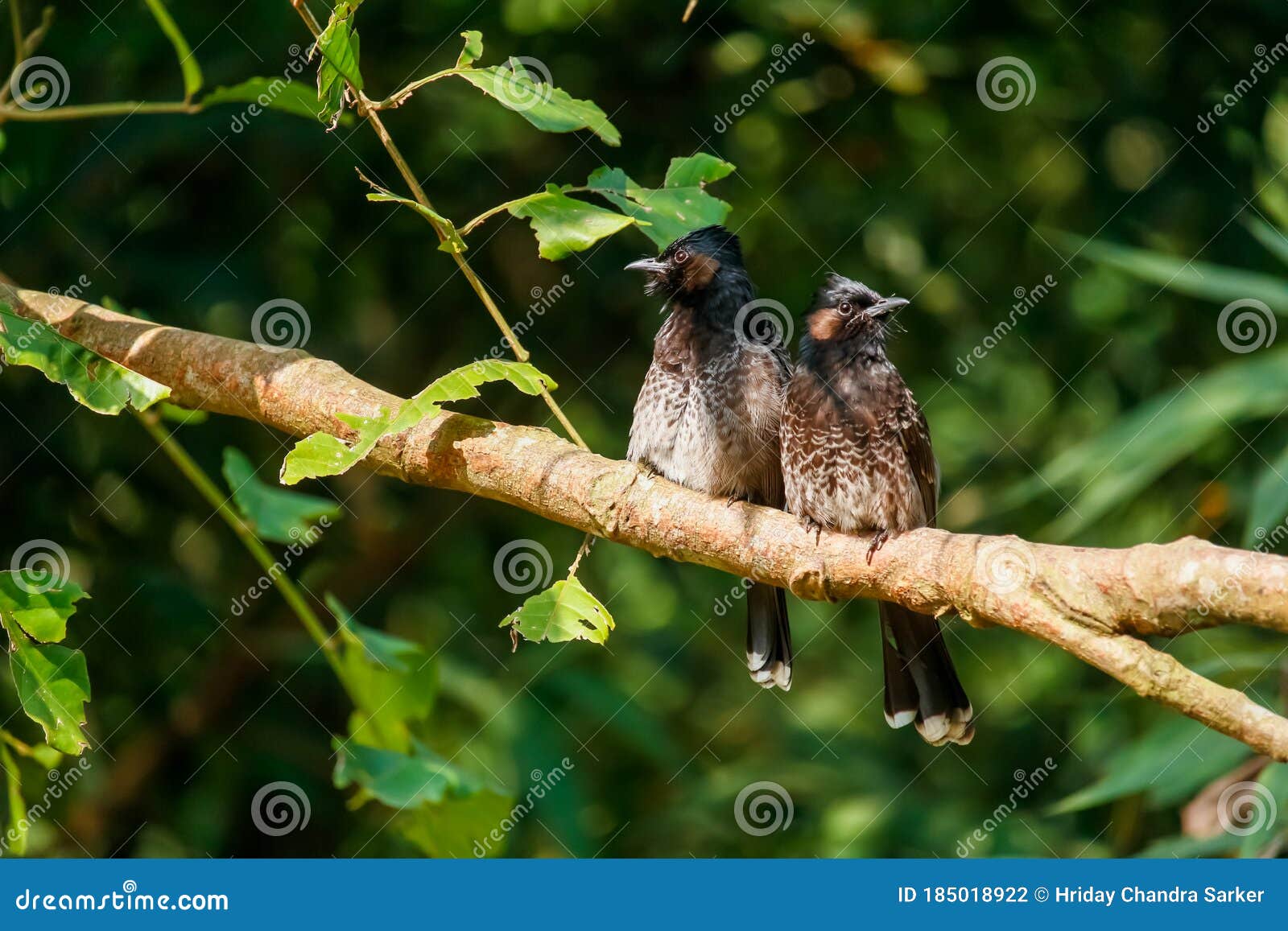 Mavis Birds Couple Sitting on a Tree after Breakup Stock Photo - Image ...