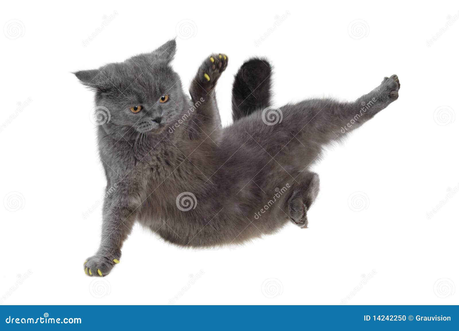 Breakdance Britannique De Danse De Chat Photo stock - Image du mignon ...