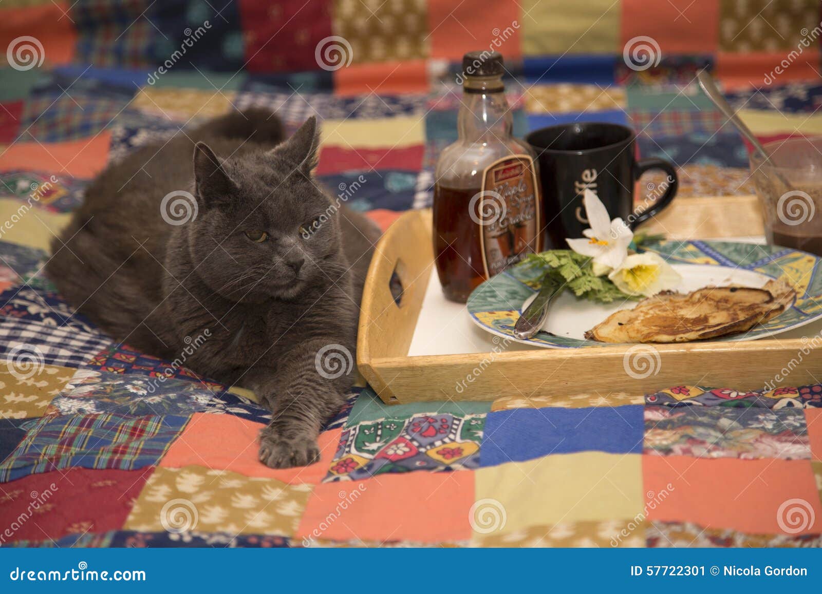 Breakfast with Cat stock image. Image of coffee, furry - 57722301