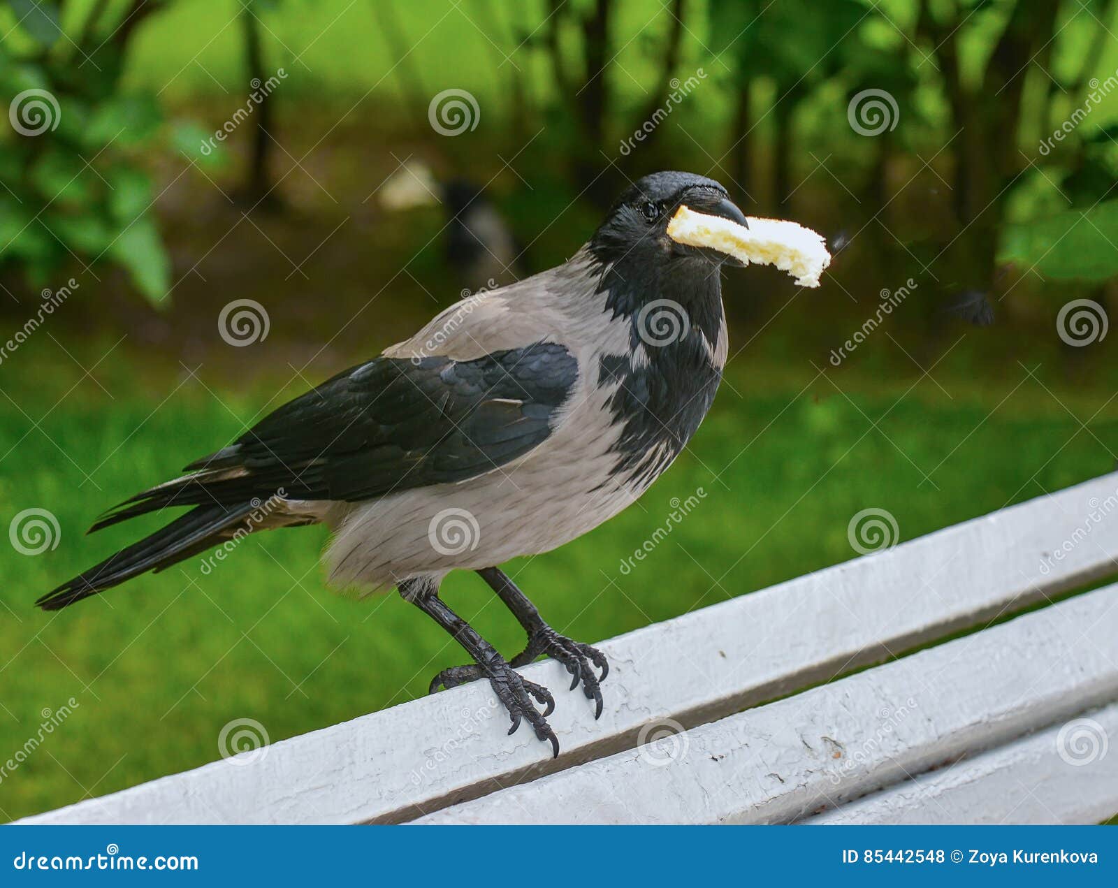 Breakfast crow stock photo. Image of people, park, food - 85442548
