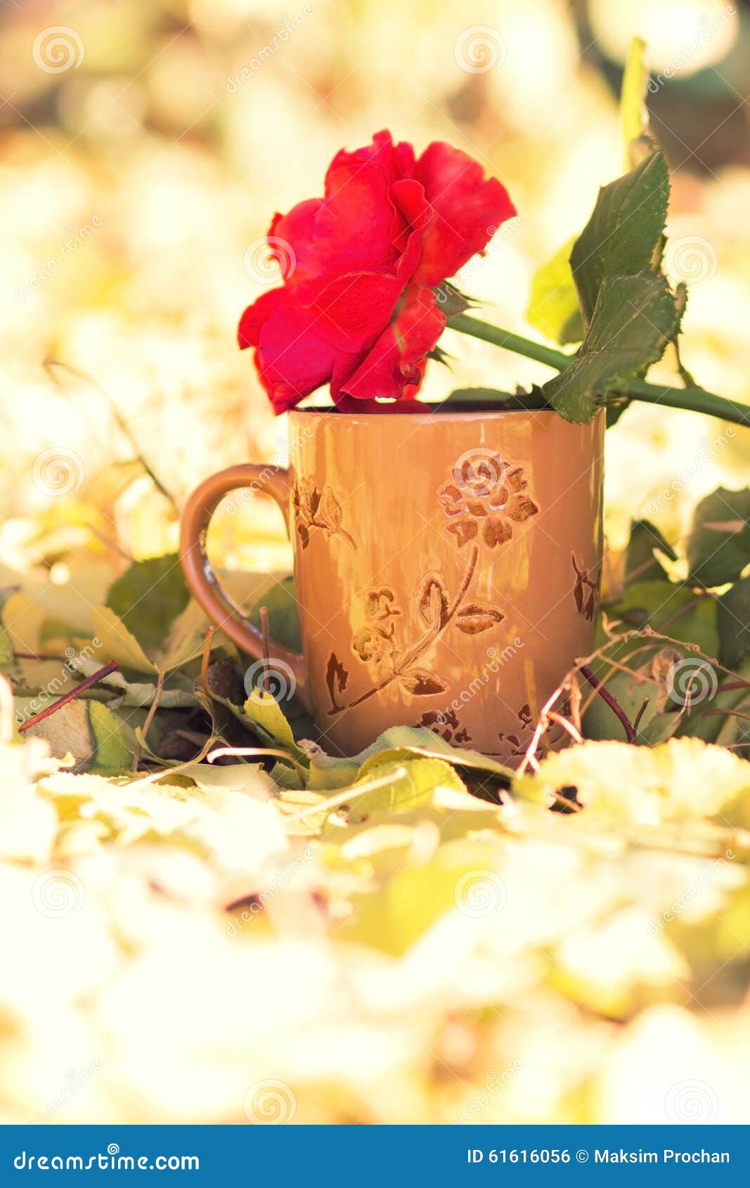 Breakfast Rose and Cup of Coffee Stock Photo - Image of color, petals ...