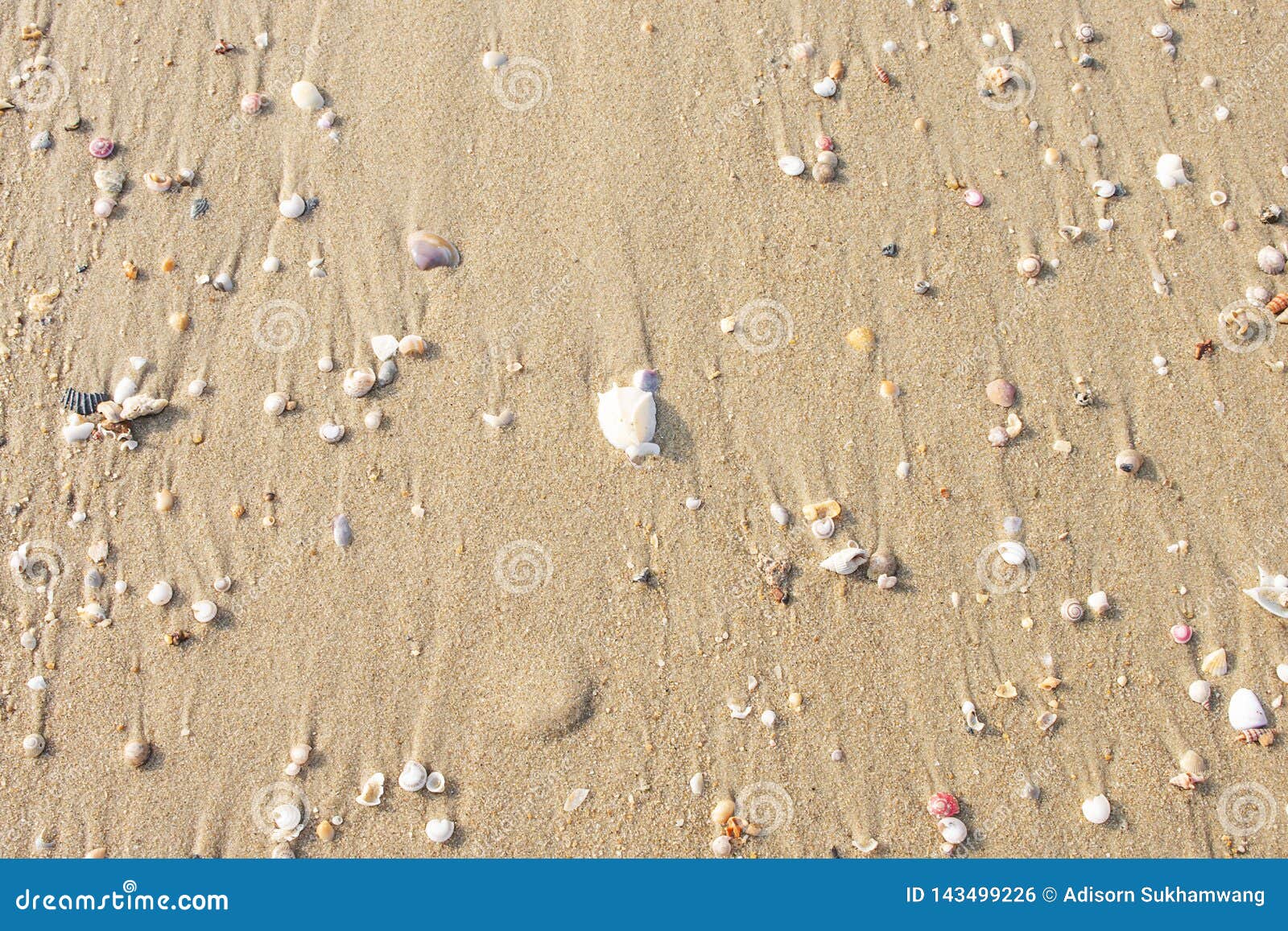 Breaking the Shells on the Beach is a Natural Beauty Stock Photo ...