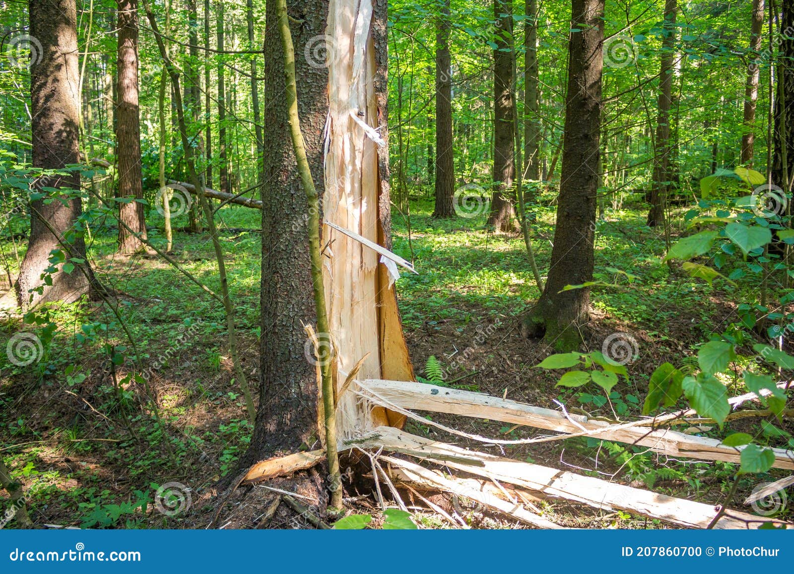 Breaking a Tree after Being Struck by Lightning Stock Photo - Image of ...